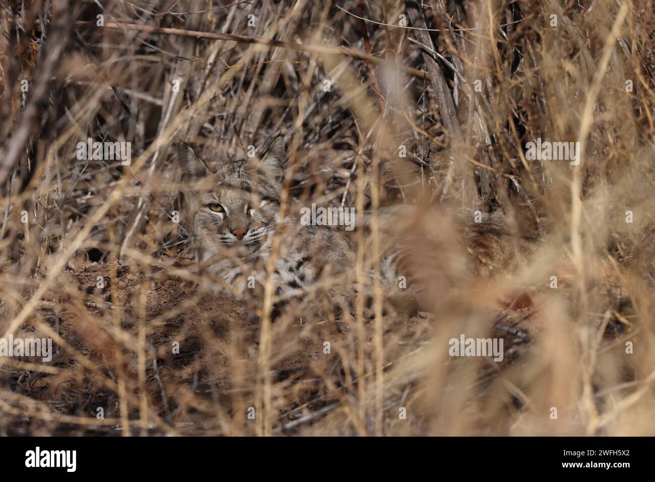 Bobcat (Lynx rufus) Bosque del Apache National Wildlife Refuge New ...