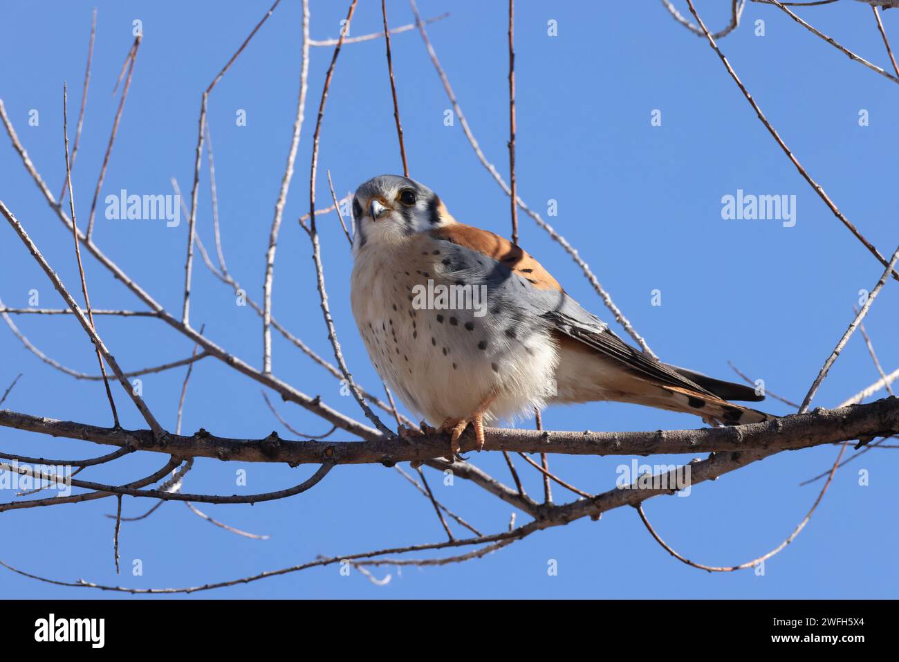 American kestrel (Falco sparverius) Bosque del Apache National Wildlife ...