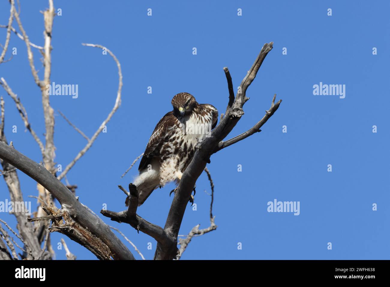 Red-tailed Hawk Bosque del Apache National Wildlife Refuge New Mexico ...
