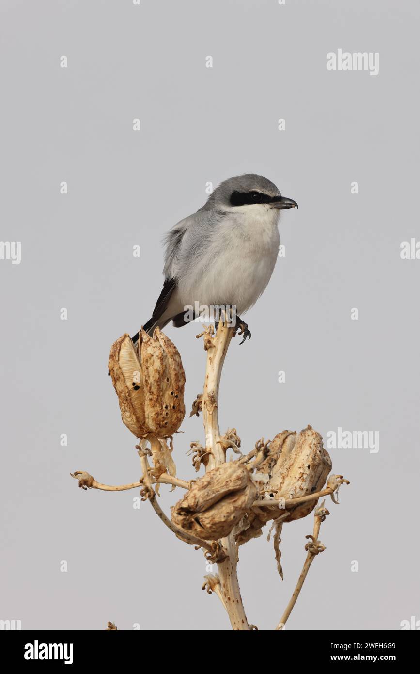 great grey shrike, northern grey shrike, or northern shrike (Lanius ...