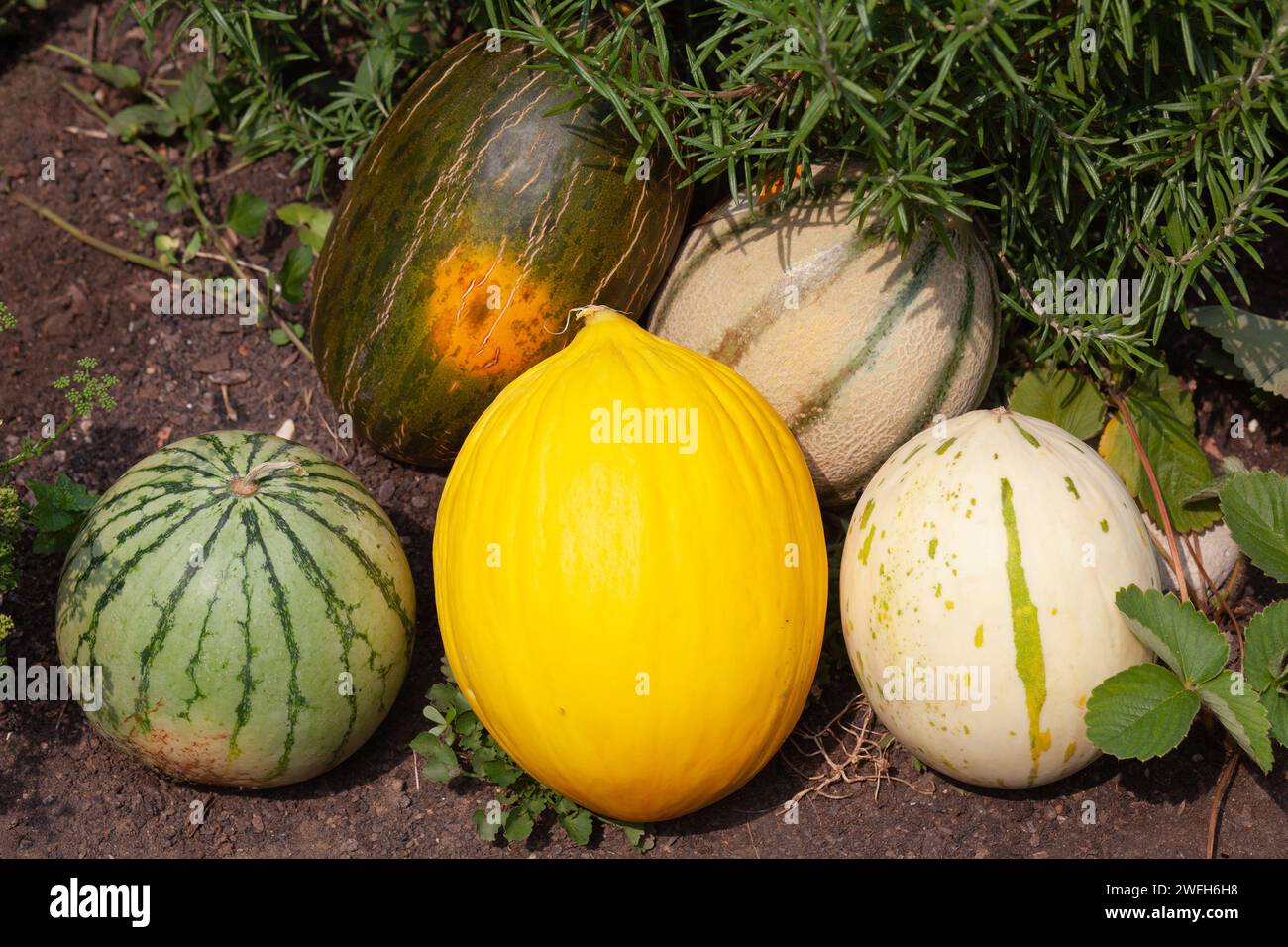 Ground melons hi-res stock photography and images - Alamy