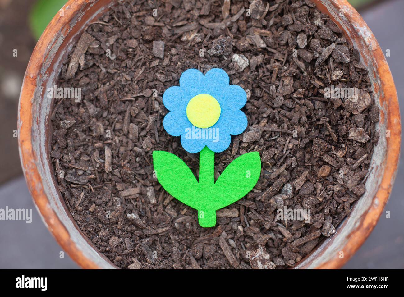 blue velvet flower in clay pot Stock Photo - Alamy