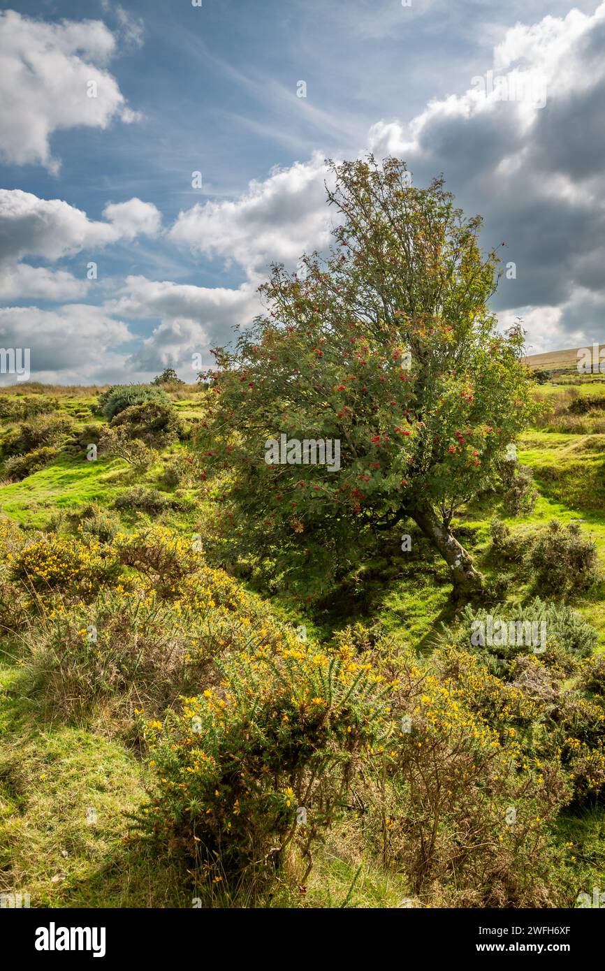 A sunny September day in Dartmoor National Park, with a Mountain Ash ...