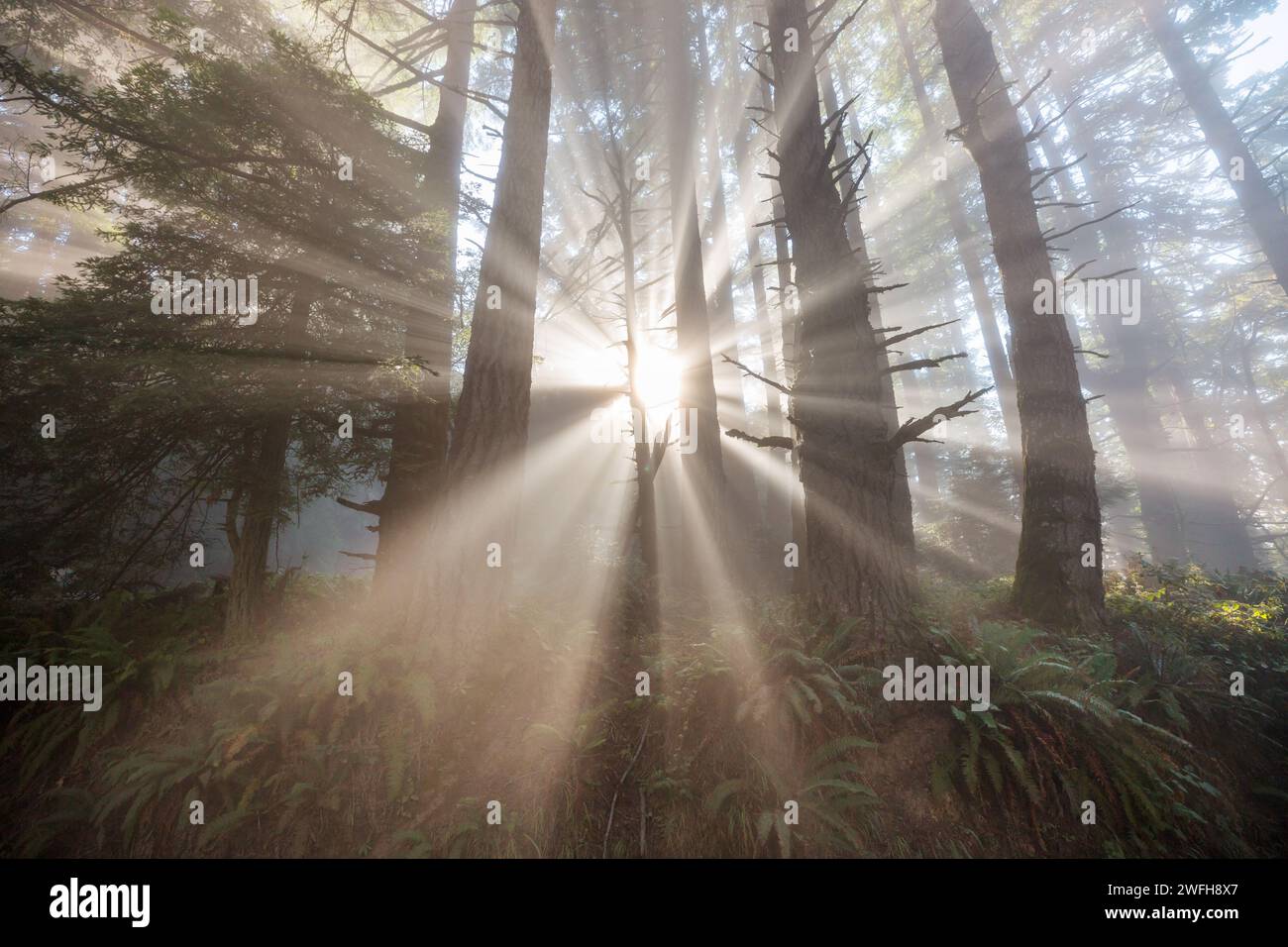 Sun beams in summer green forest Stock Photo - Alamy