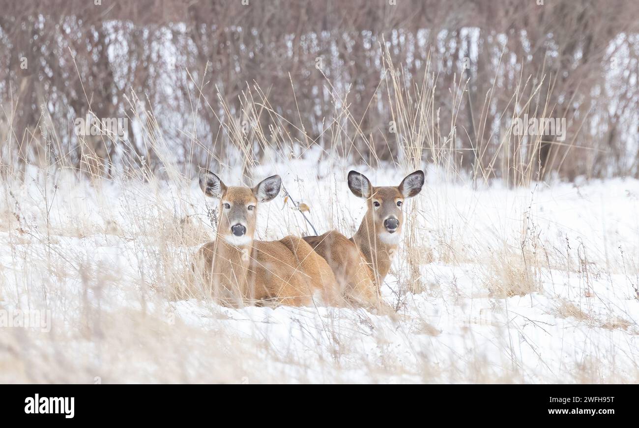 Two White-tailed deer resting in the snow on a winter day in Canada ...