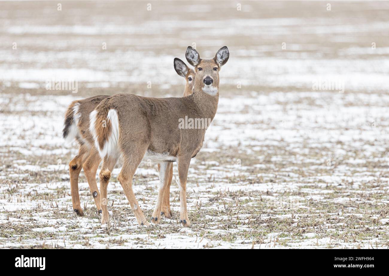 White-tailed deer and her fawn hiding behind here in a snow covered ...