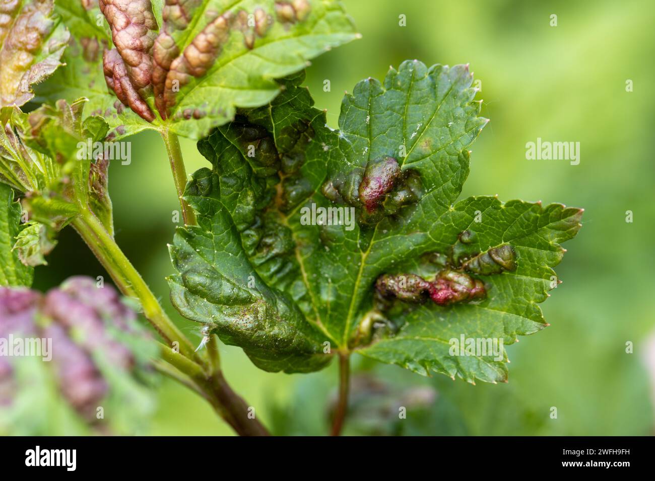 Red currant leaves attacked by the fungus Anthracnose. Gallic aphids on ...