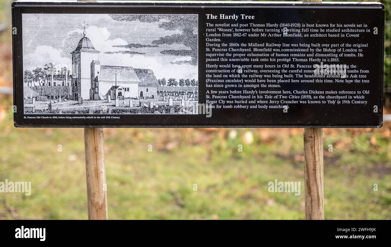 What remains of the Hardy tree after a storm on 26th December 2022 ...