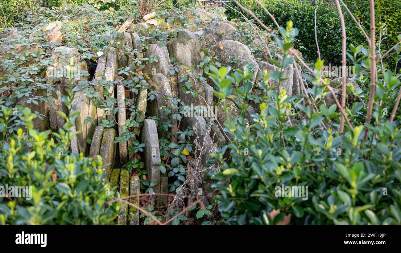 What remains of the Hardy tree after a storm on 26th December 2022 ...