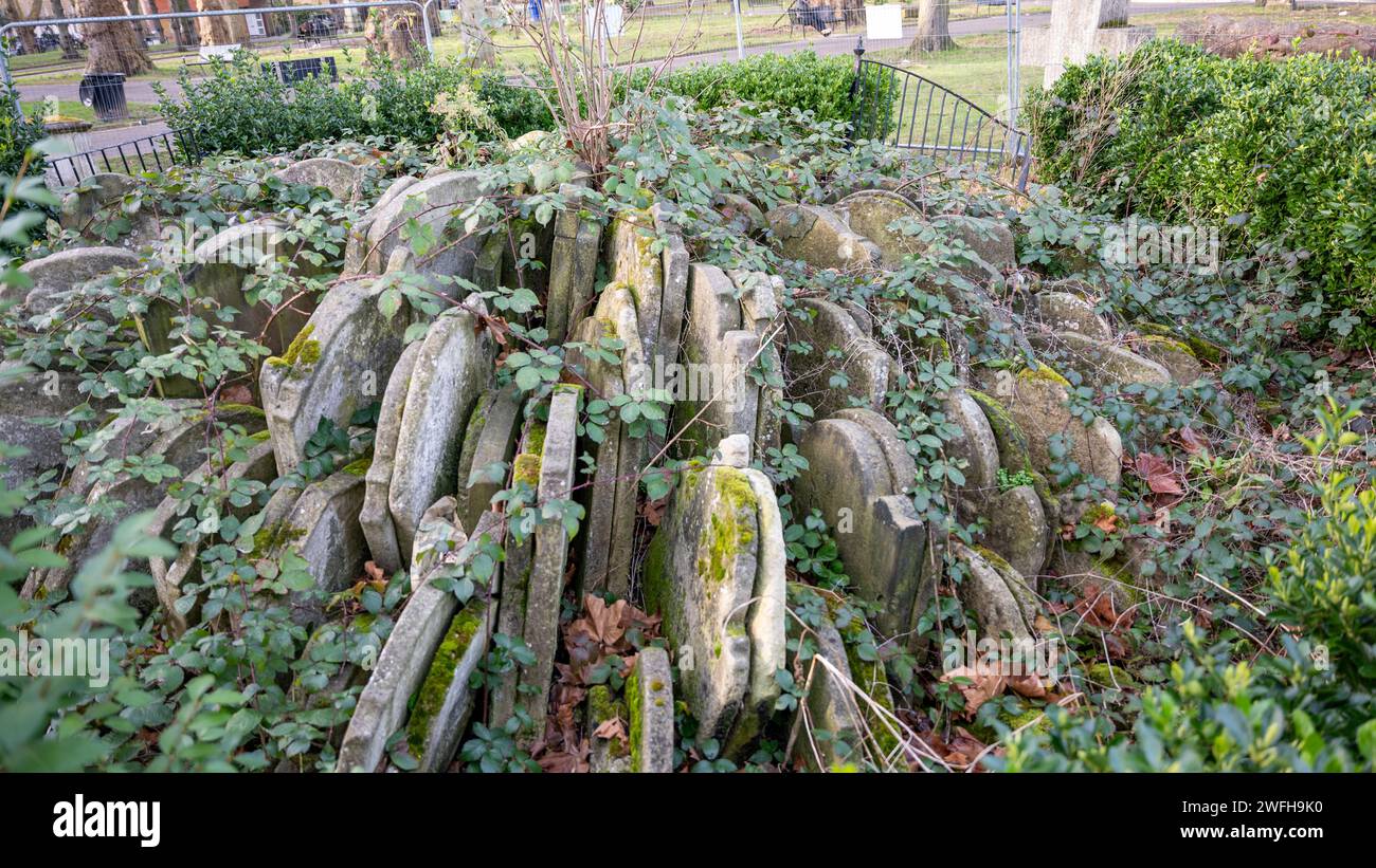 What remains of the Hardy tree after a storm on 26th December 2022 ...
