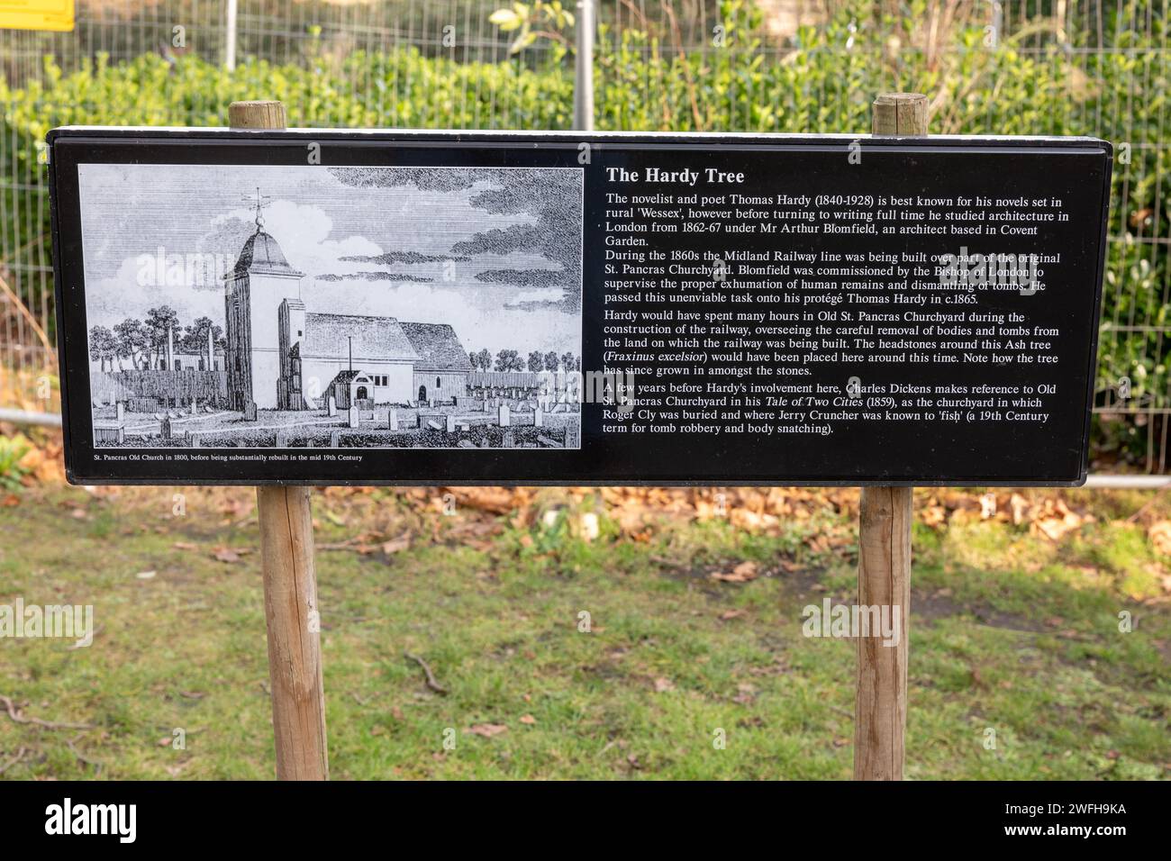 What remains of the Hardy tree after a storm on 26th December 2022 ...