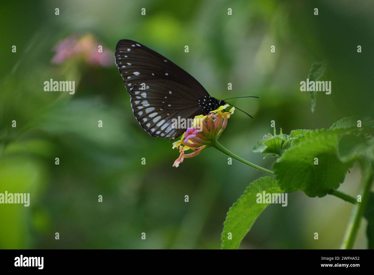 Common crow hi-res stock photography and images - Alamy