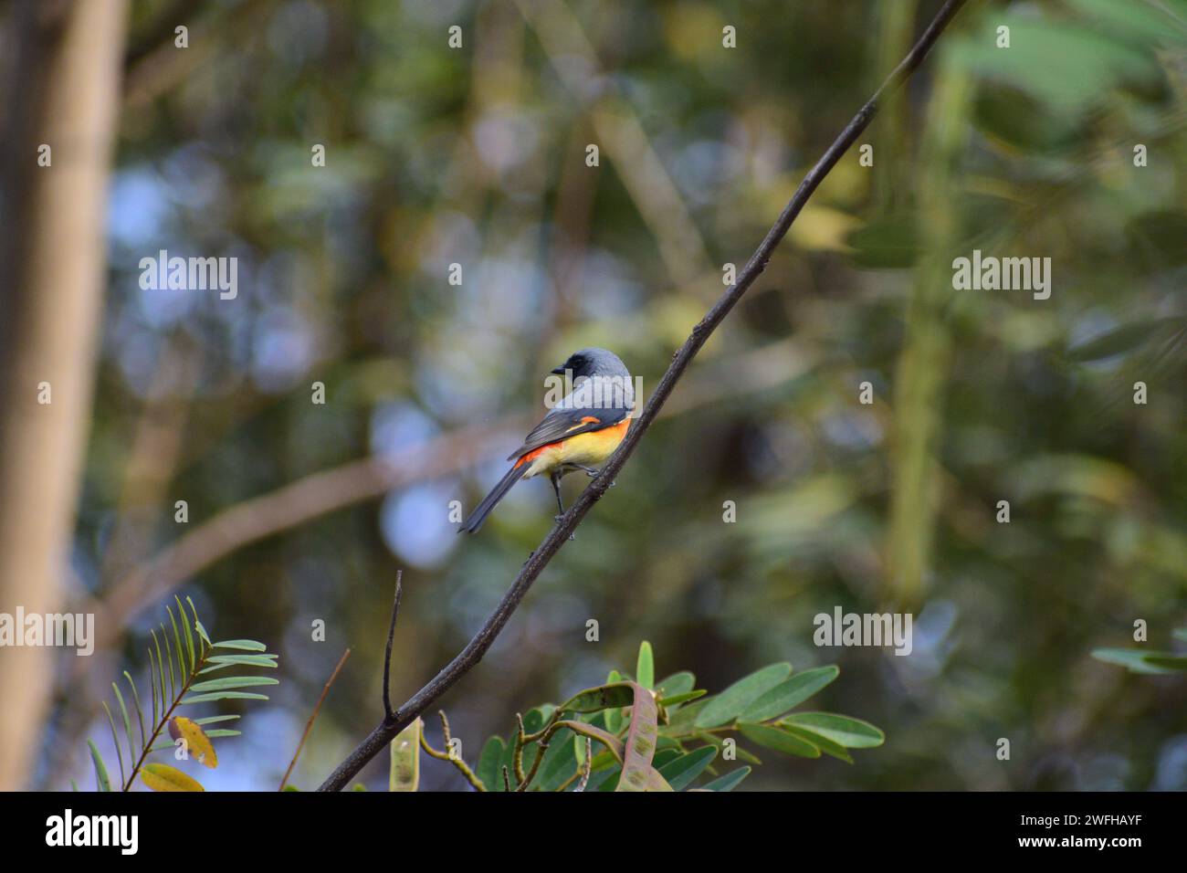 Minivet bird hi-res stock photography and images - Alamy