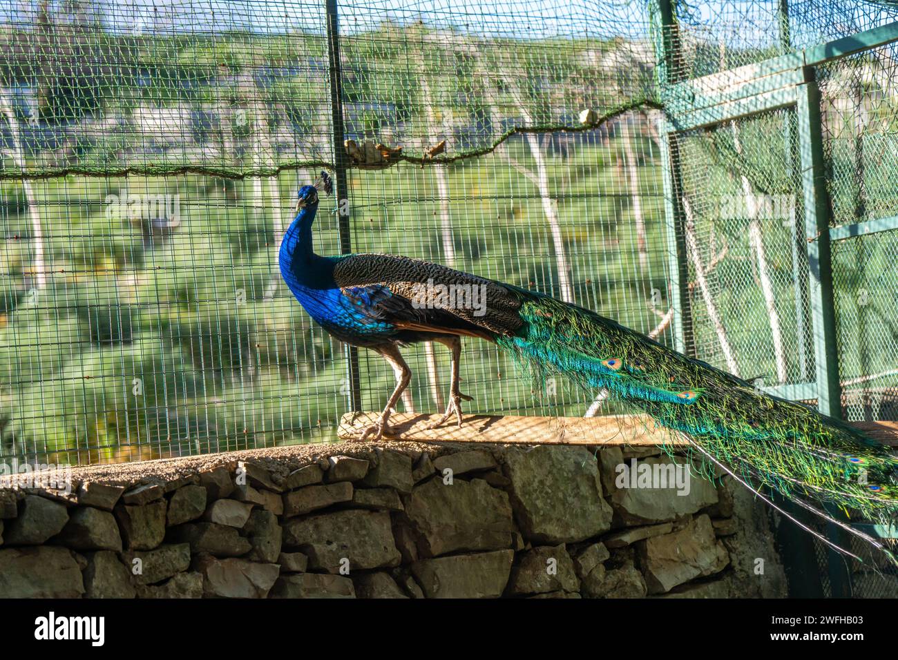 Peacock zoo hi-res stock photography and images - Alamy
