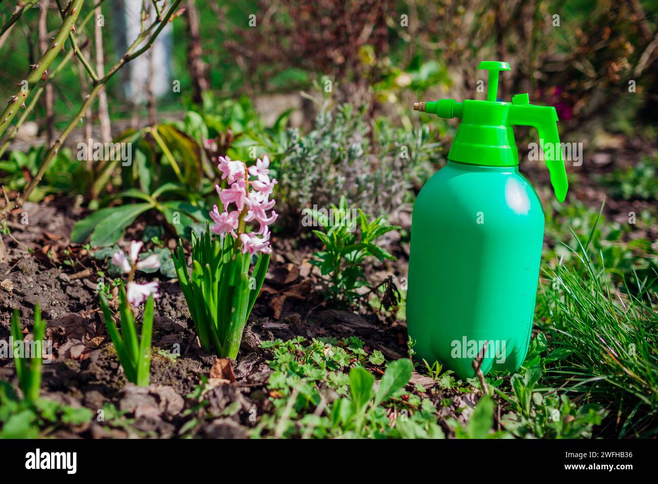 Close up of plastic atomizer. Spraying roses with fungicide insecticide ...