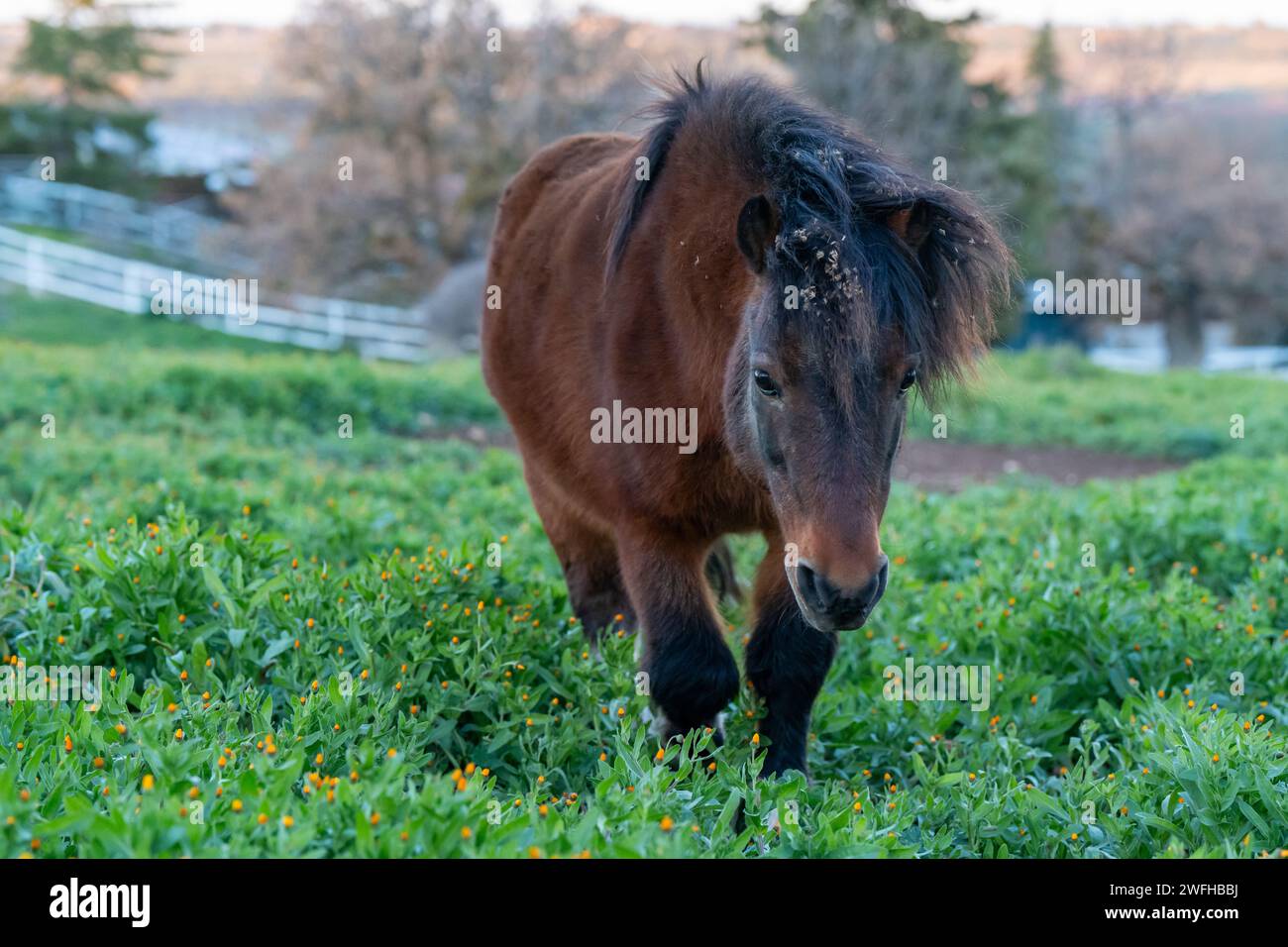 Animali zoo hi-res stock photography and images - Alamy