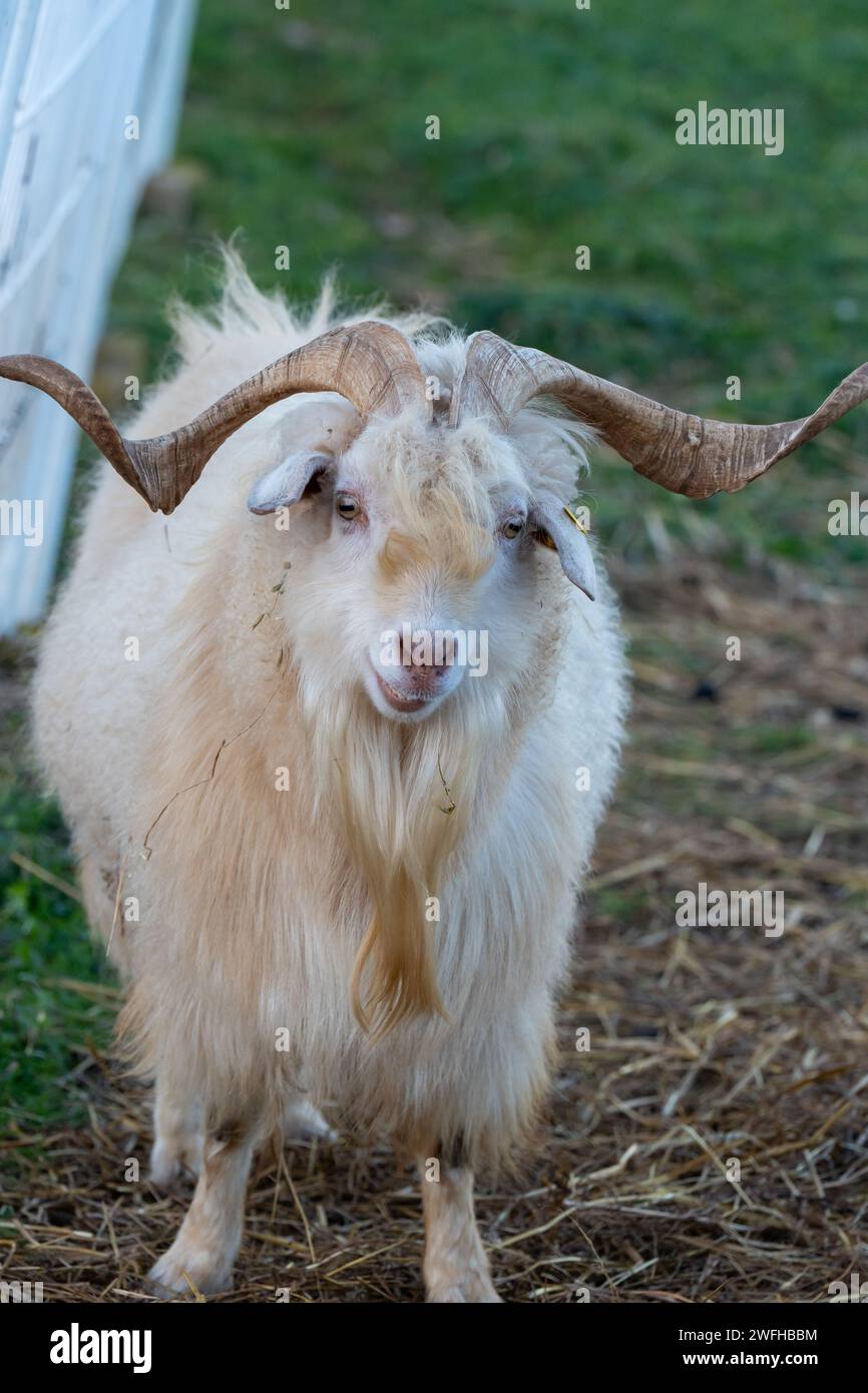 Zoo animali hi-res stock photography and images - Alamy