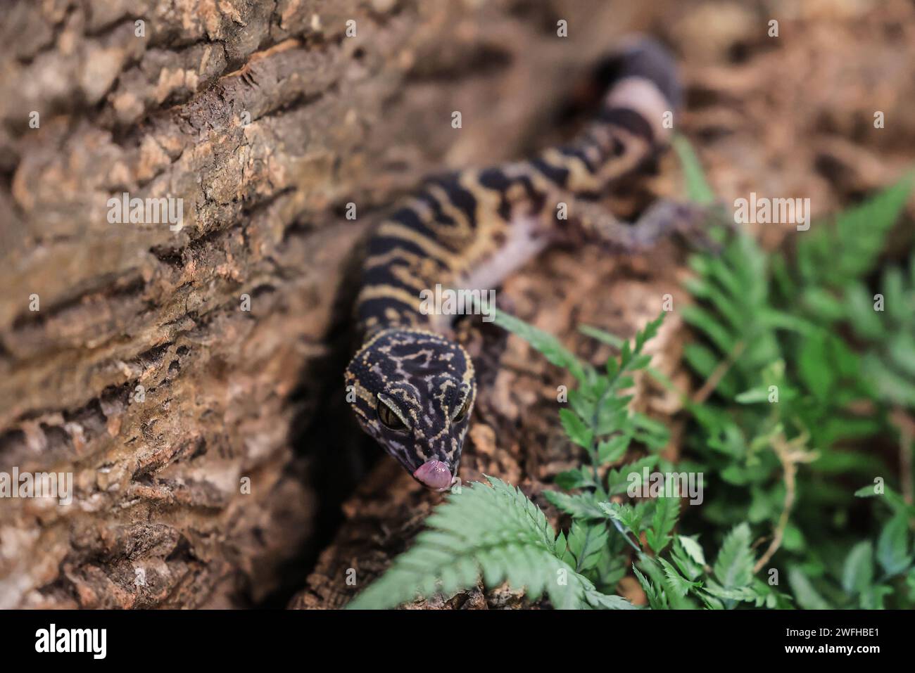 Cologne, Germany. 31st Jan, 2024. A tiger gecko sits on a tree trunk at ...