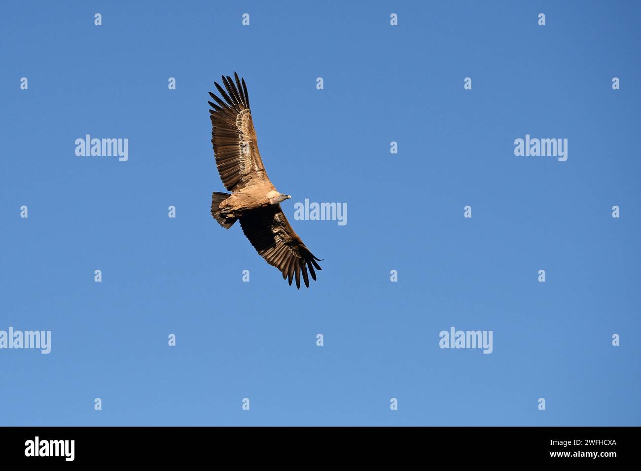 Large Vulture soaring through clear blue sky Stock Photo - Alamy