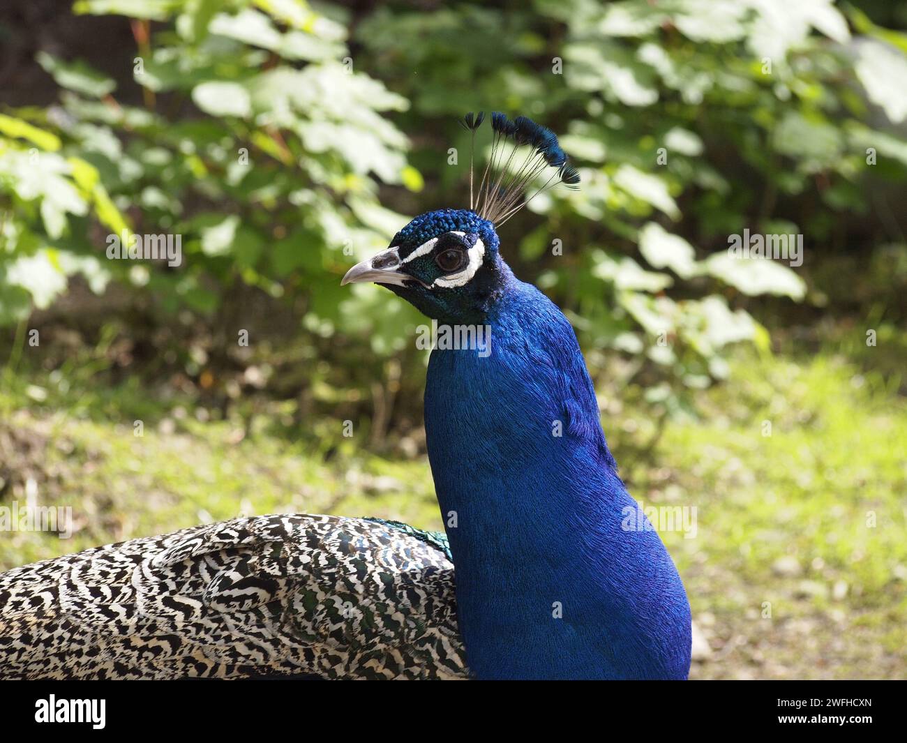 Beautiful peacock standing on grass hi-res stock photography and images ...