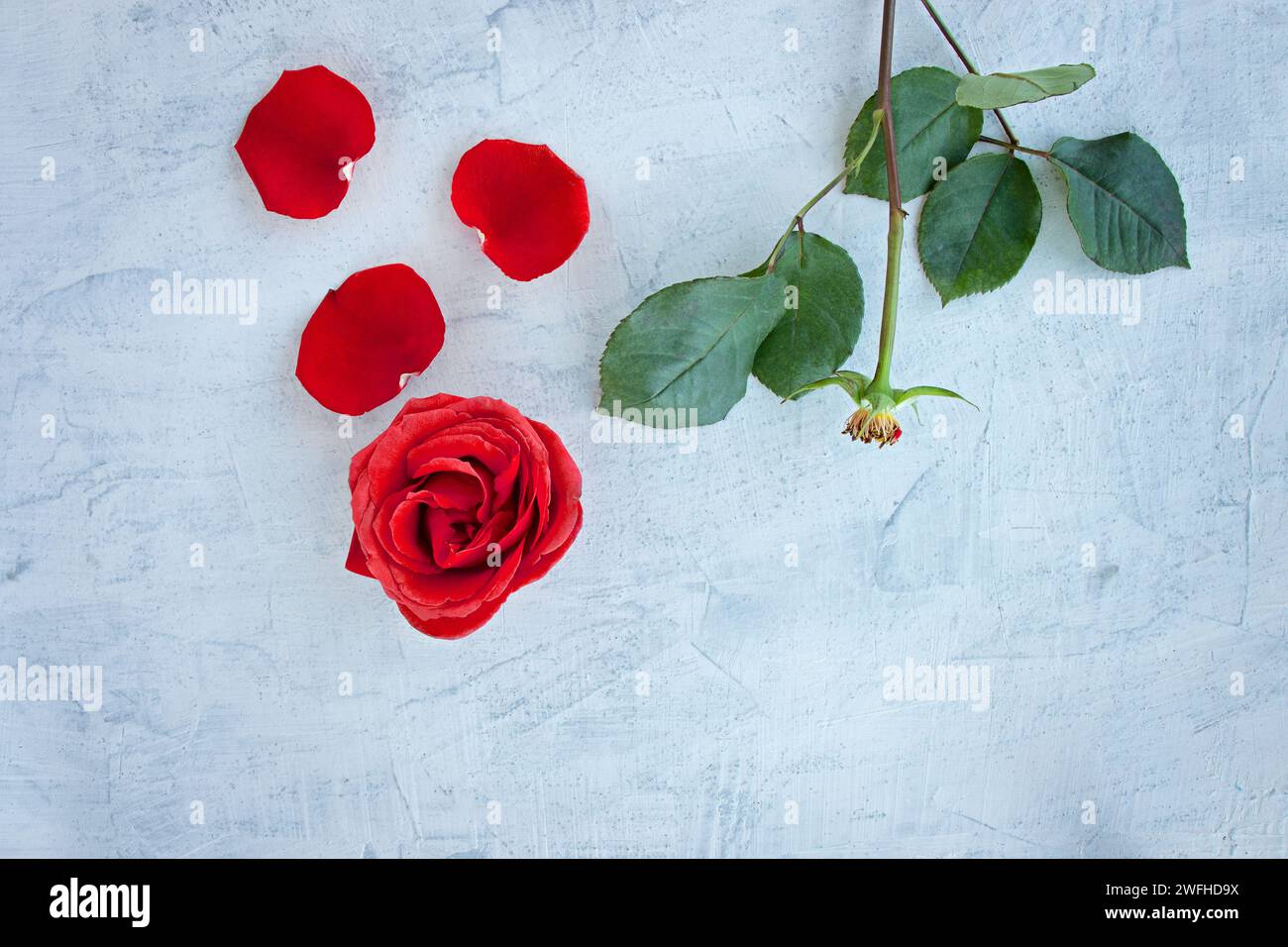 broken flower separate green stem with leaves and red bud. red rose ...