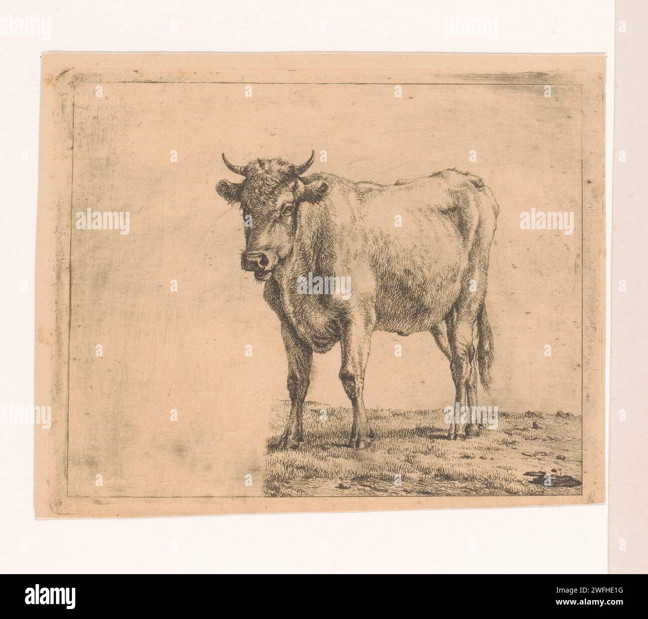 Standing cow, Eugène Verboeckhoven, c. 1830 print paper etching cow ...