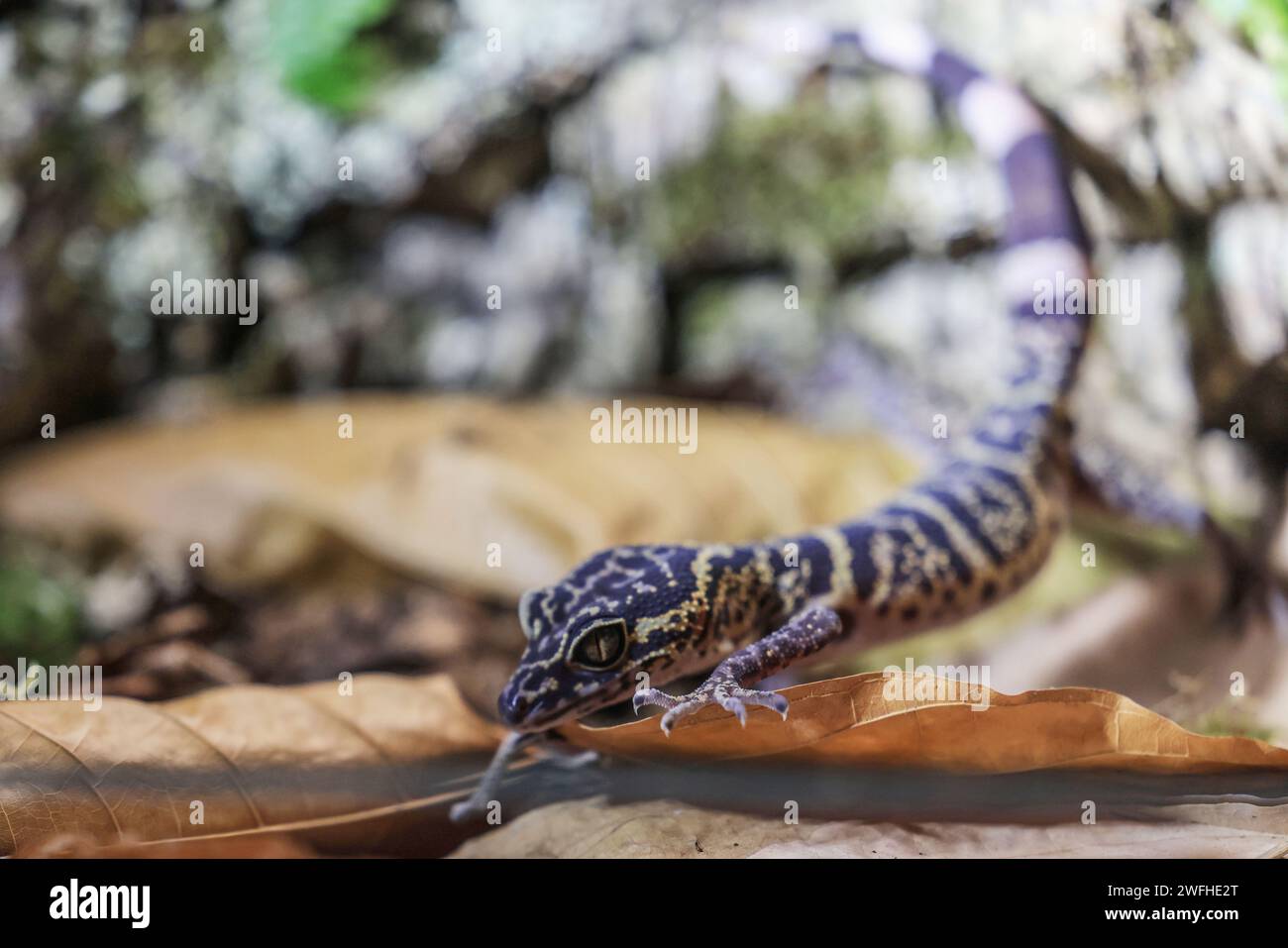 Cologne, Germany. 31st Jan, 2024. A tiger gecko in a terrarium at ...