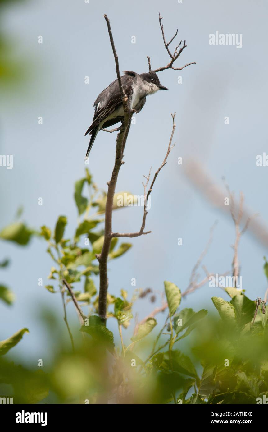 Eastern Kingbird perched atop a tree at Tioga Hammond Lakes in ...