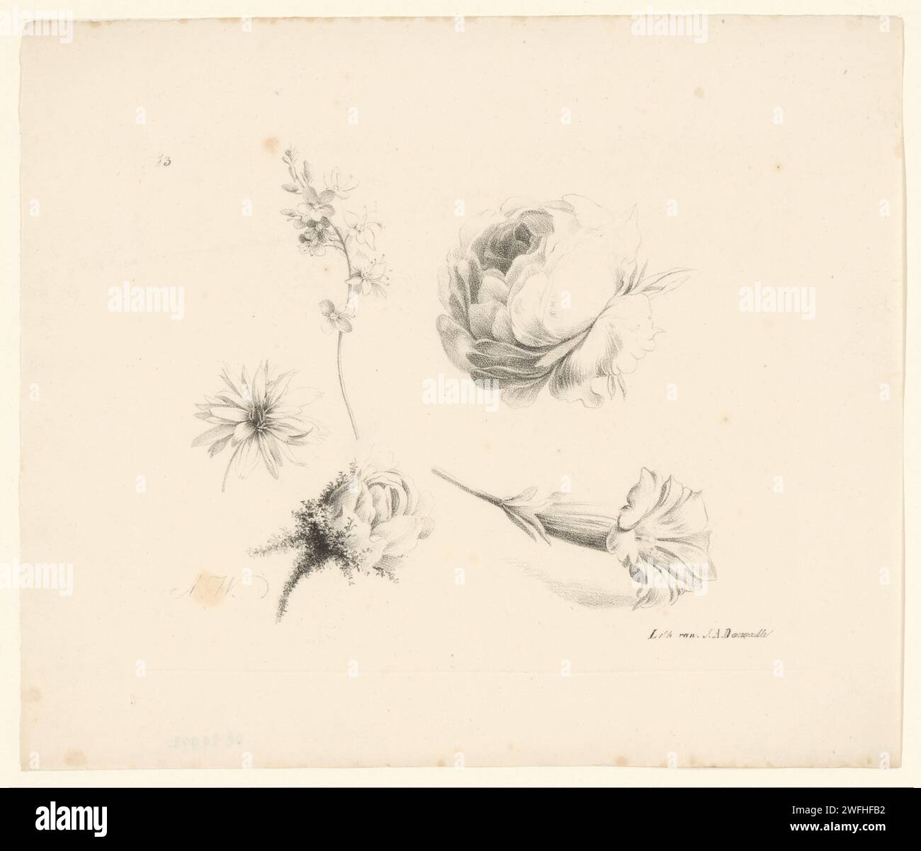 Various flowers including two roses, Anton Weiss, 1820 - 1833 print ...