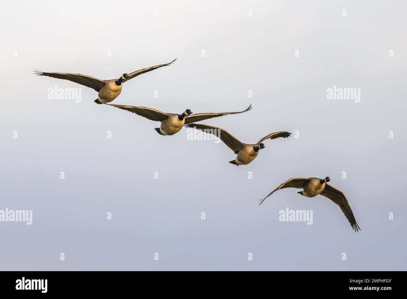 Canada Goose, Branta canadensis birds in flight over Marshes Stock ...