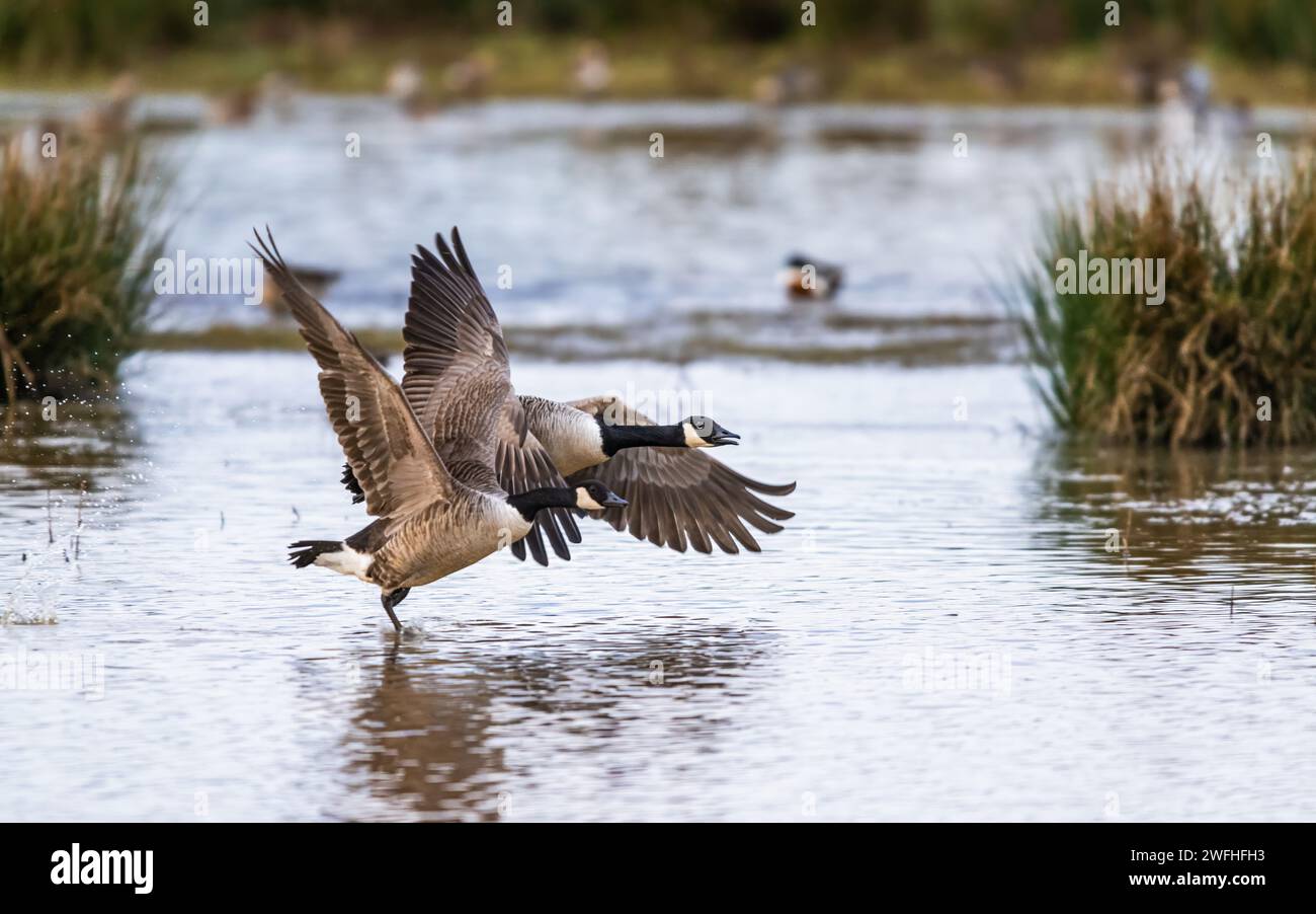 Canada Goose, Branta canadensis birds in flight over Marshes Stock ...