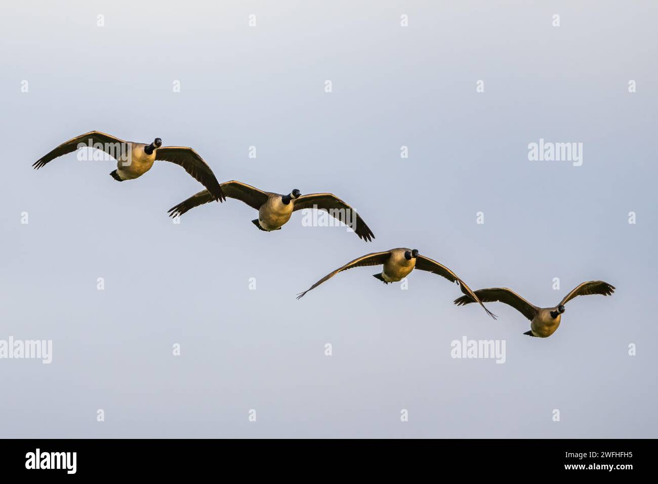 Canada Goose, Branta canadensis birds in flight over Marshes Stock ...