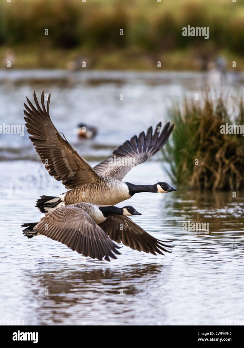 Canada Goose, Branta canadensis birds in flight over Marshes Stock ...