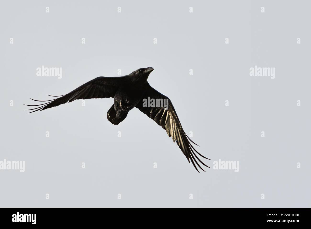 Blackbird flying isolated hi-res stock photography and images - Alamy