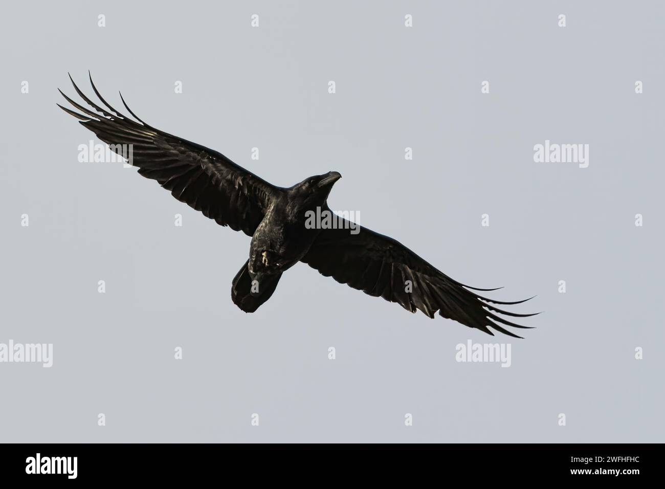 Raven symbol hi-res stock photography and images - Alamy