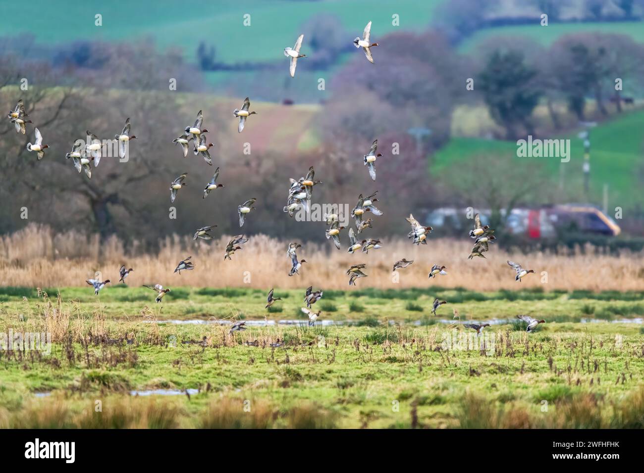 Eurasian Wigeon, Mareca penelope, birds in flight over Marshes Stock ...