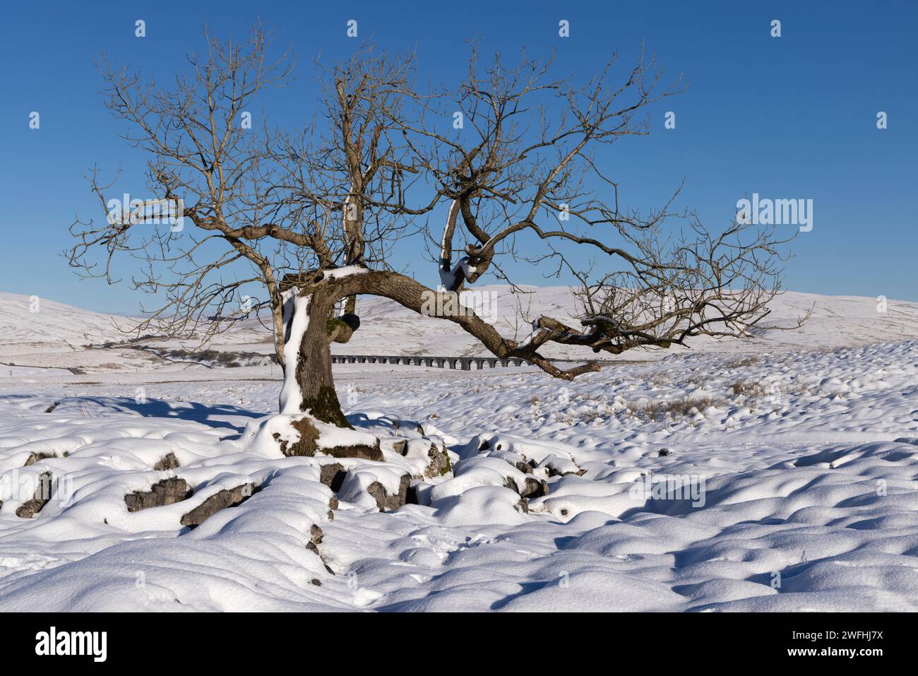 Lone Ash tree and Limestone pavement with a view to Ribblehead Viaduct ...