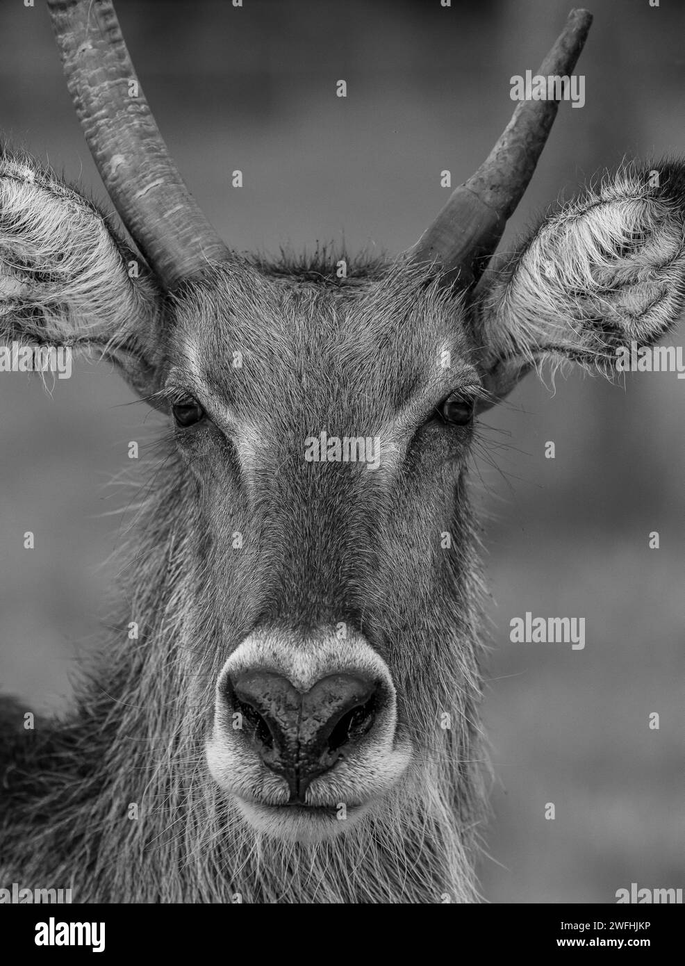 Amidst the lush greenery Black and White Stock Photos & Images - Alamy