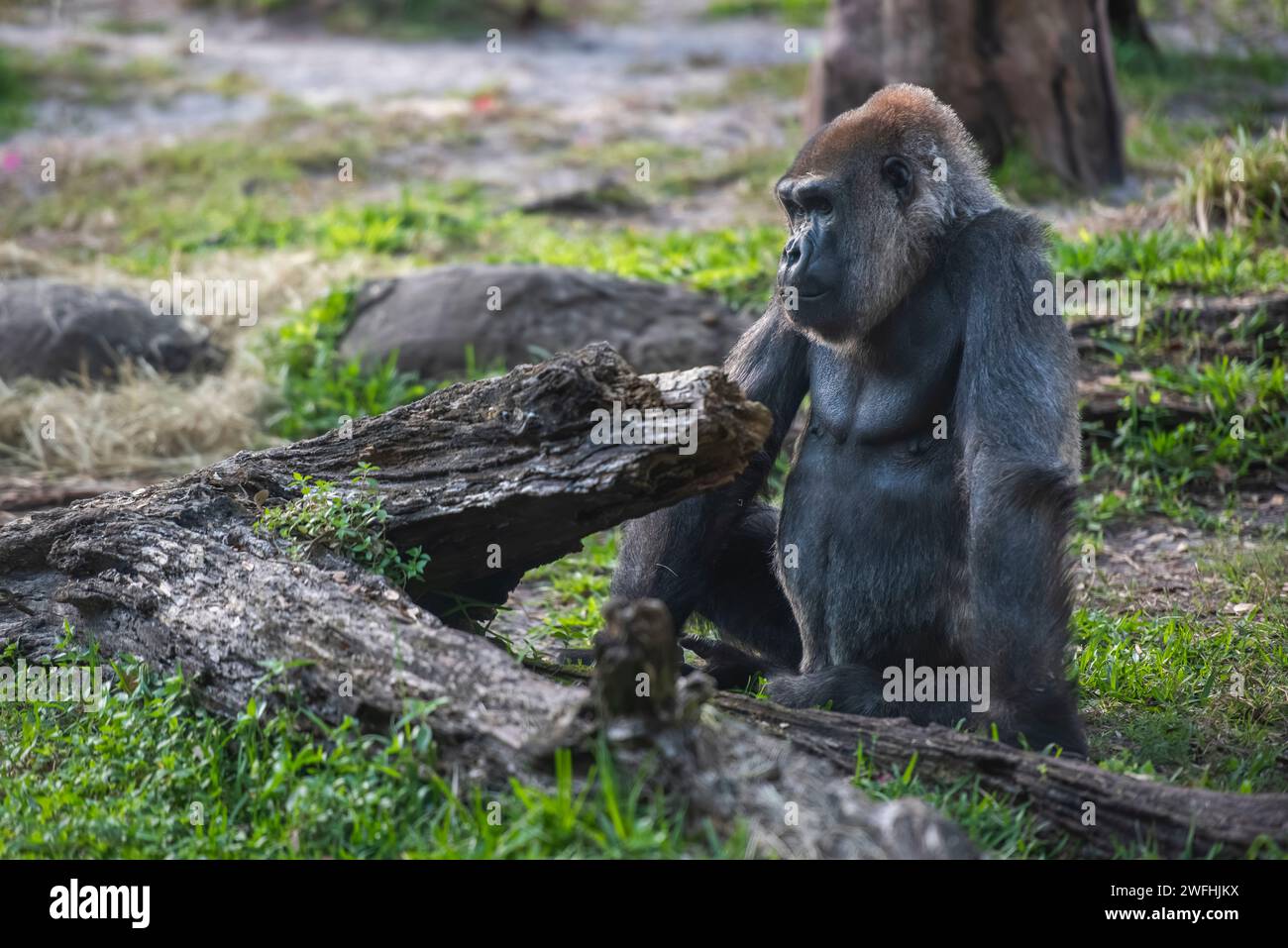 Apex gorilla hi-res stock photography and images - Alamy