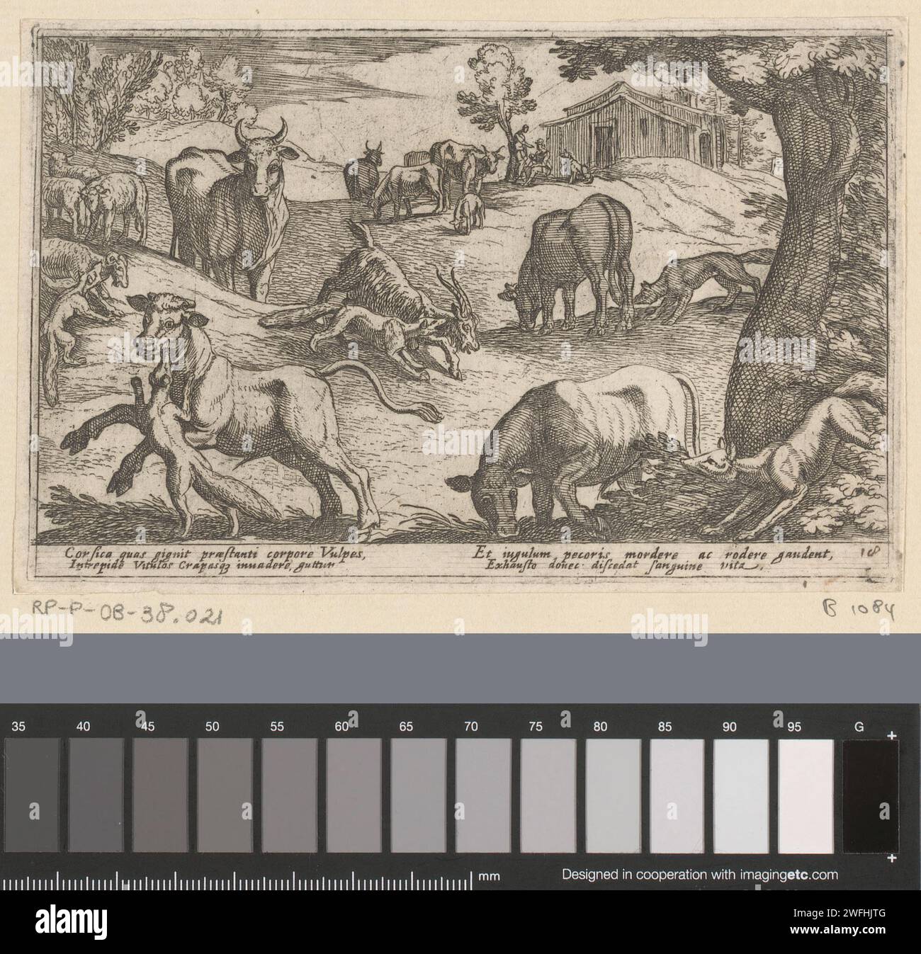 Foxes attack sheep hi-res stock photography and images - Alamy