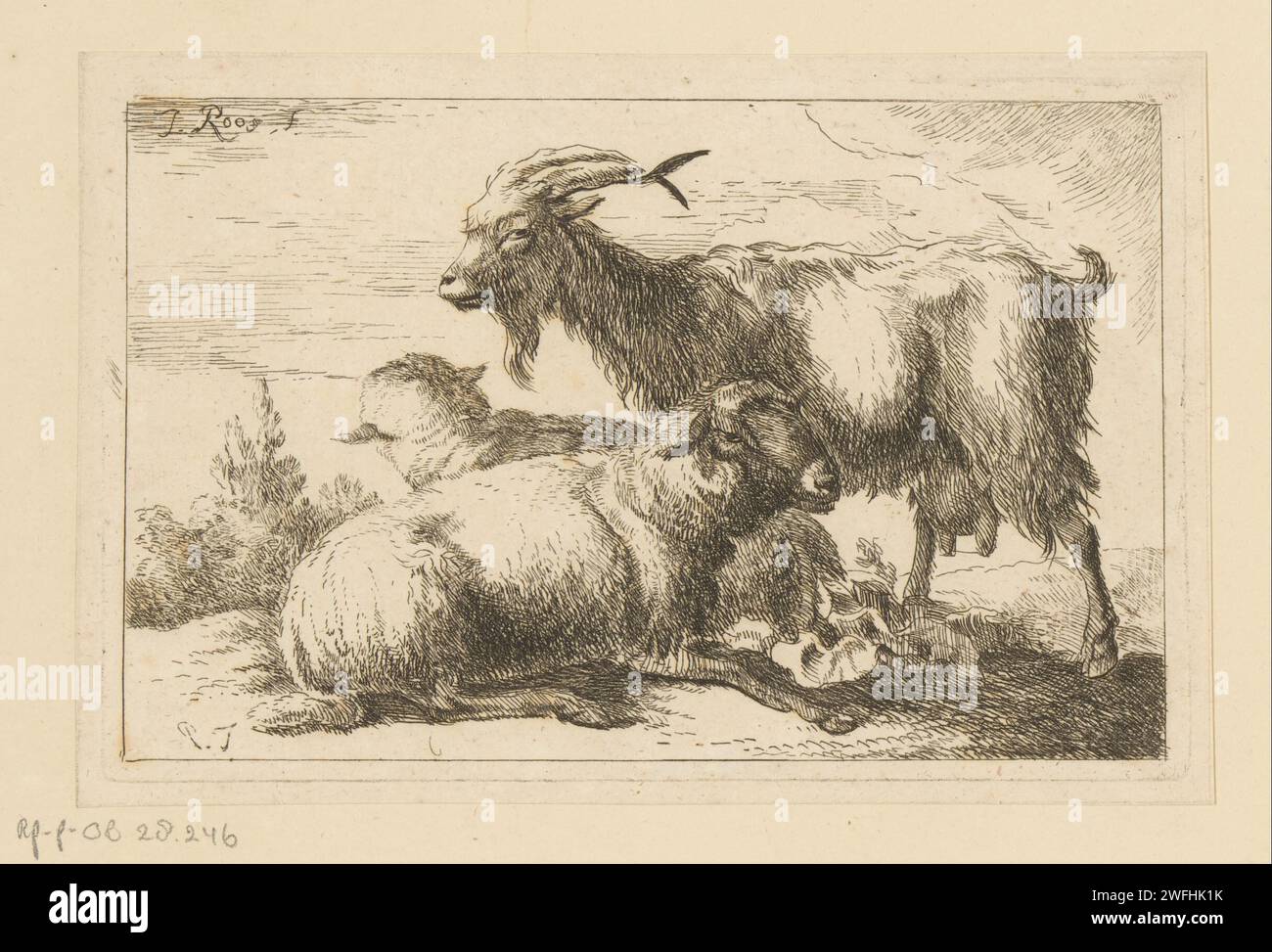 Goat and two sheep, Joseph Roos (I), 1754 print paper etching ...