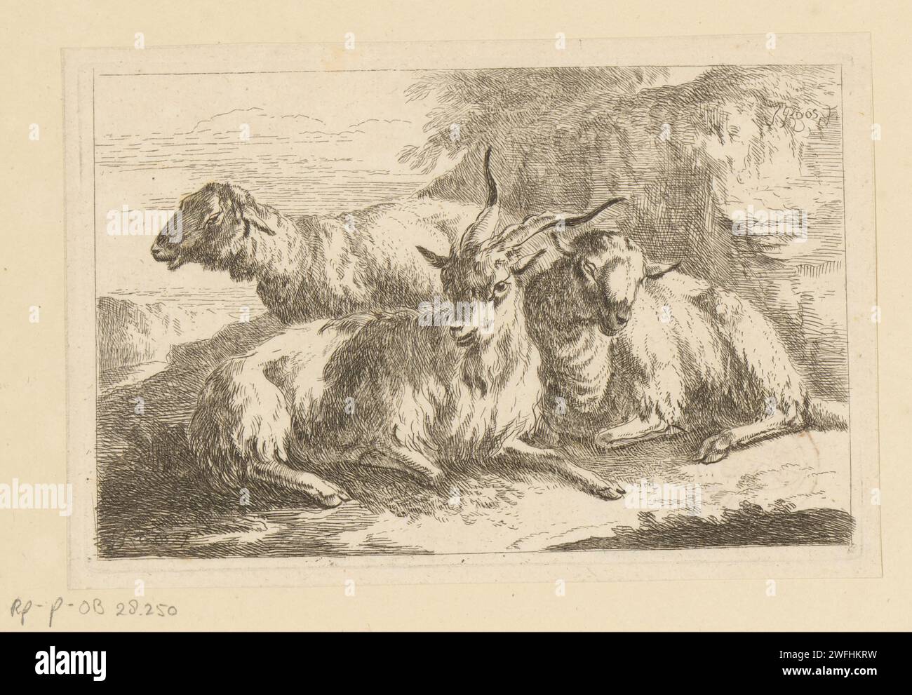 Goat and two sheep, Joseph Roos (I), 1754 print paper etching goat ...