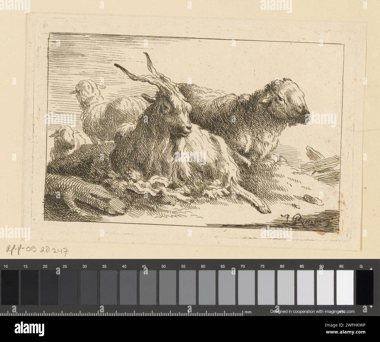 Goat and three sheep, Joseph Roos (I), 1754 print paper etching goat ...