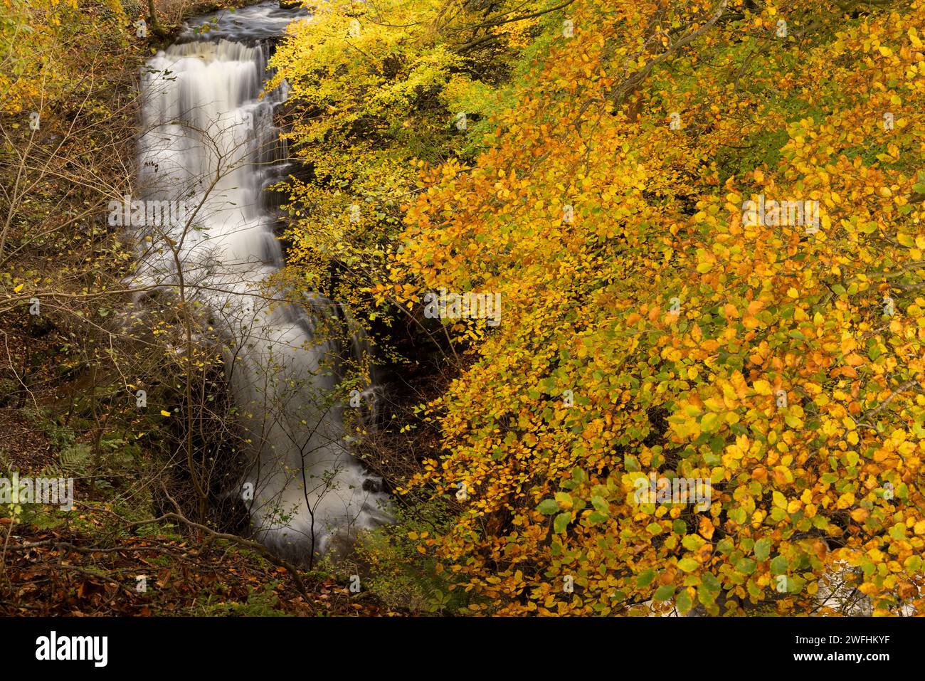 Autumn colours at Scaleber force waterfall, near Settle, north ...