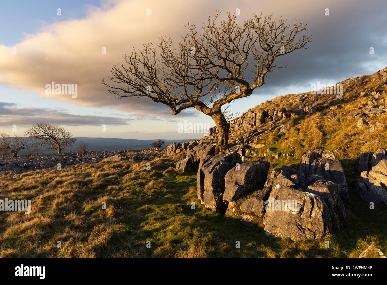 Lone Hawthorn Tree on Twisleton Scar End, above Ingleton, Yorkshire ...