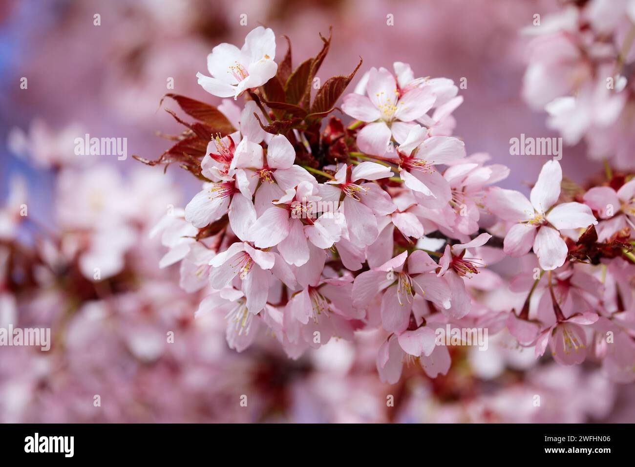 Close up cherry tree hi-res stock photography and images - Alamy