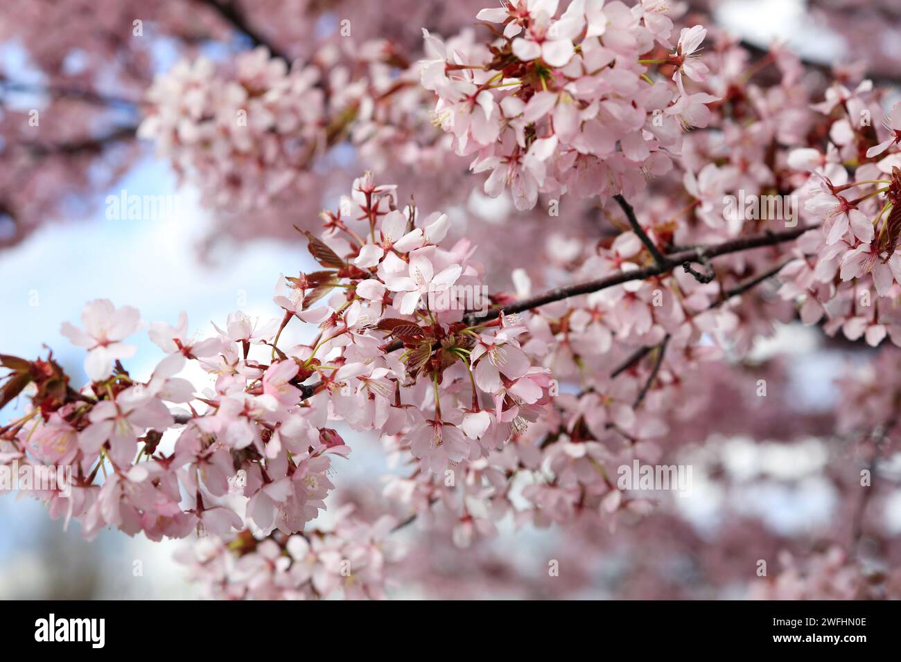 Close up of Cherry tree flowers, Prunus spp, in the spring ...