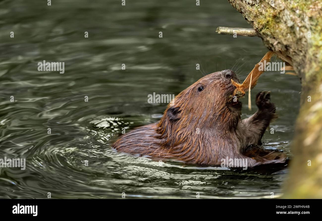 Beaver gnawing a branch in a river in the united kingdom Stock Photo ...