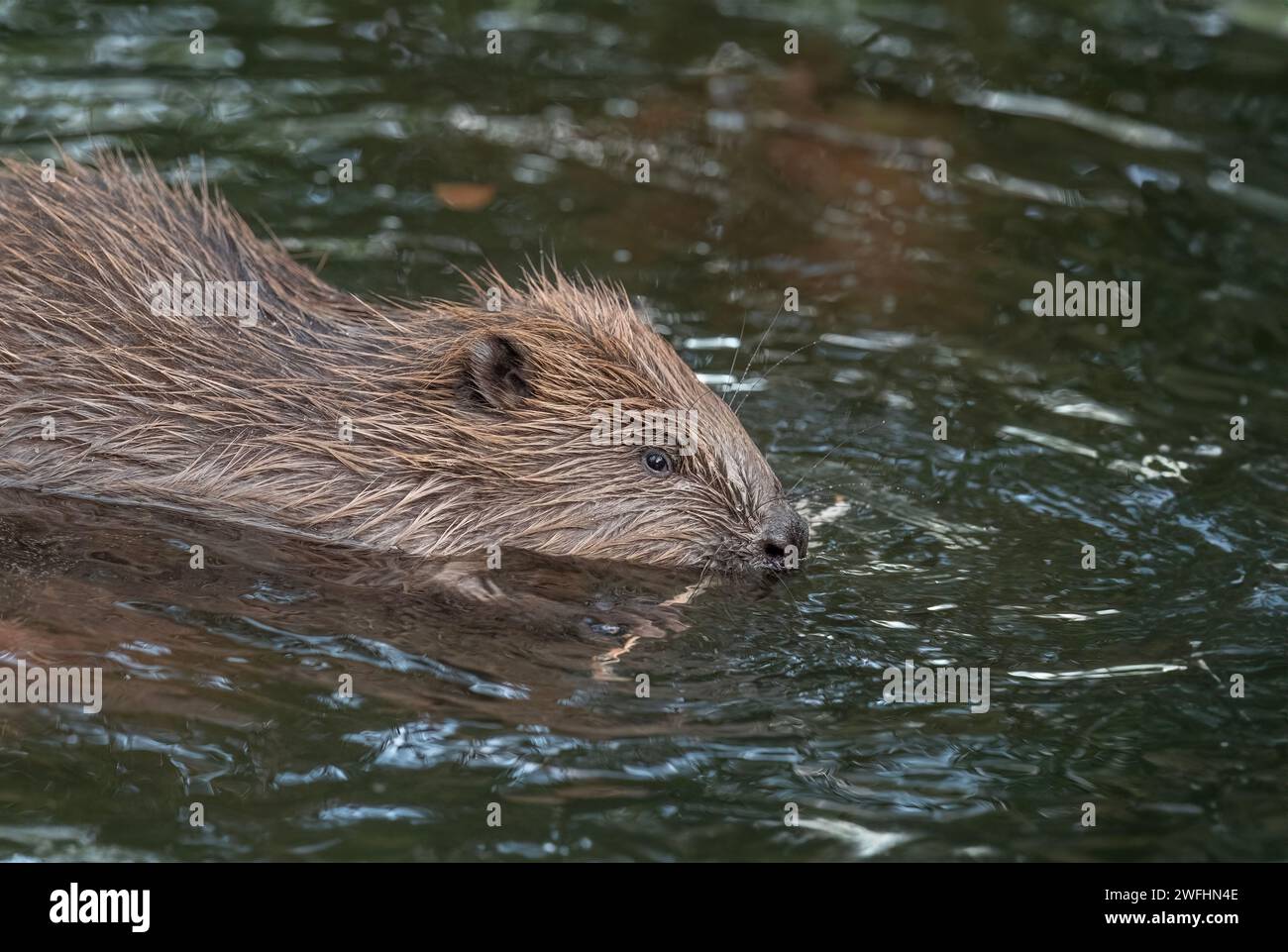 Beaver gnawing on a twig in a river in the united kingdom Stock Photo ...