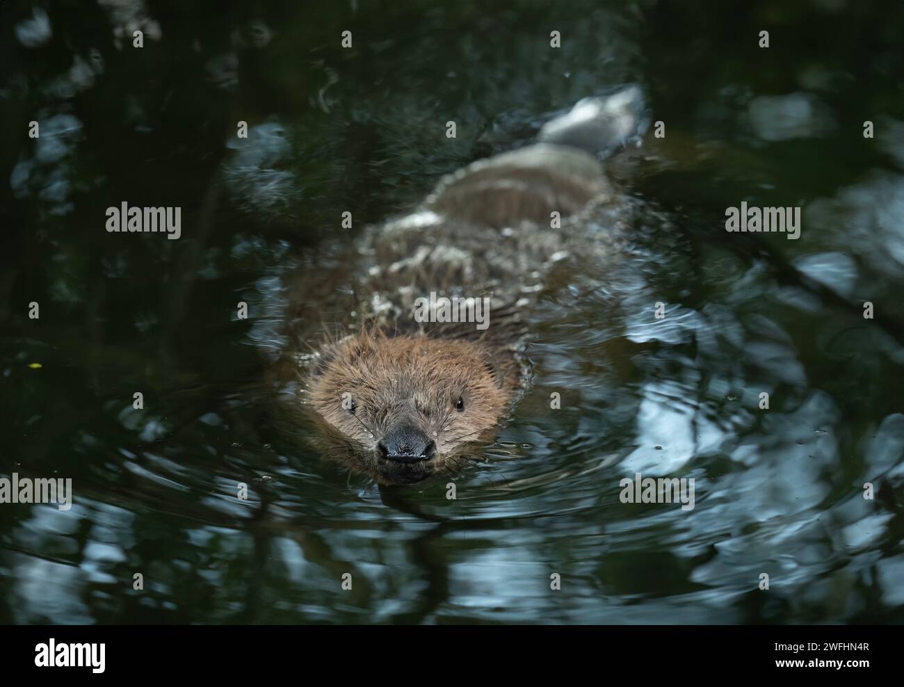Beaver swimming in a river in the united kingdom Stock Photo - Alamy